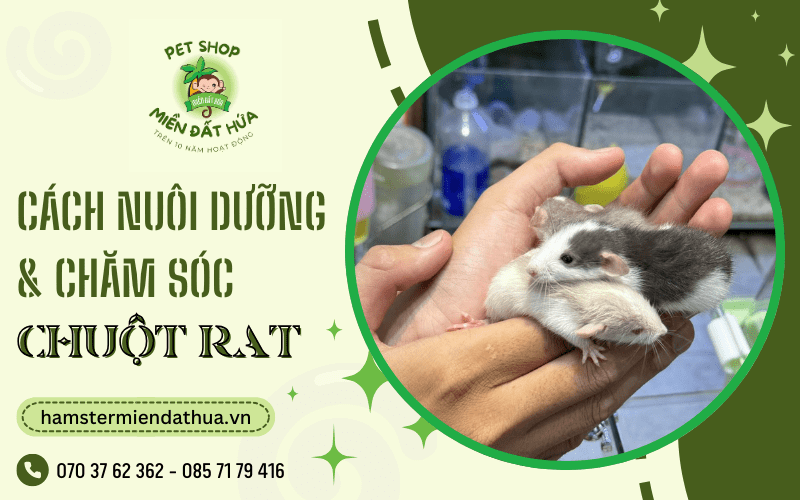 Chuột Rat và cách nuôi dưỡng, chăm sóc tối ưu trong gia đình