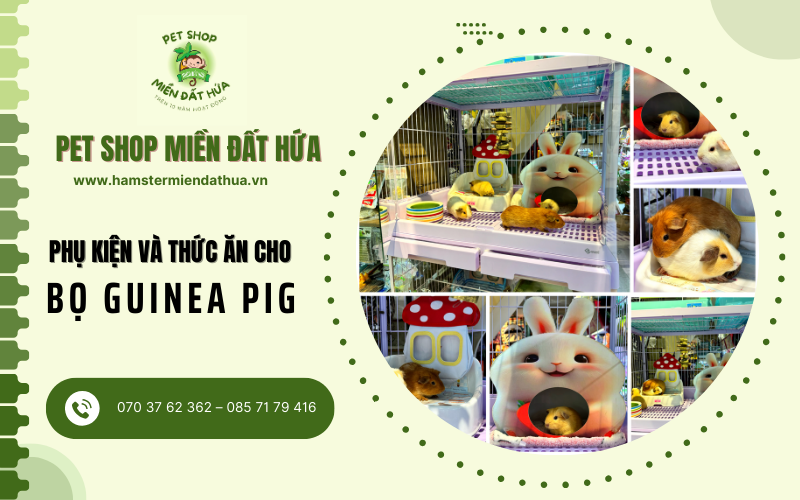 Mua phụ kiện và thức ăn cho bọ Guinea Pig tại Pet shop Miền Đất Hứa